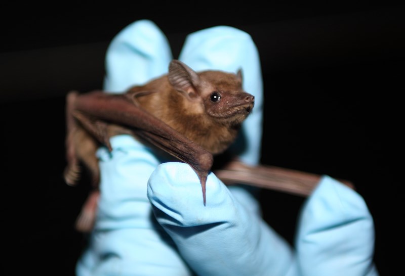Do bats play a role in transmitting Crimean Congo haemorrhagic fever ...